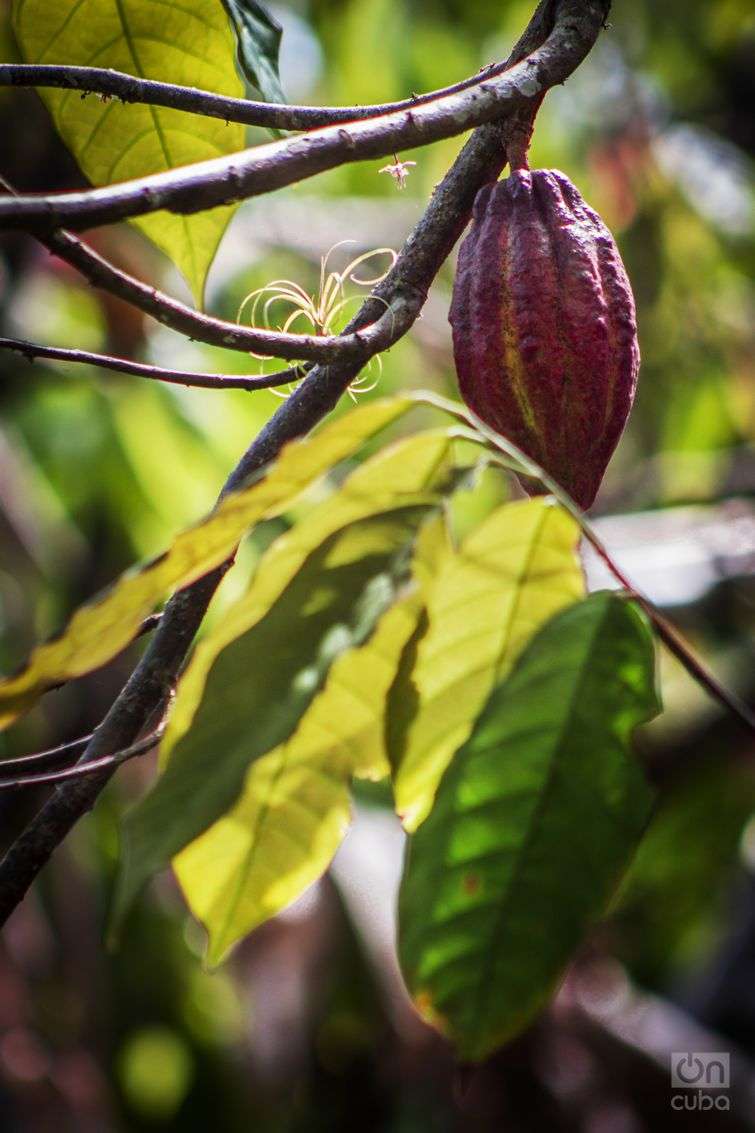 Baracoa's Craft Chocolate | OnCubaNews English