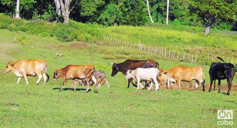 The Cuban laboratory where mini cows are bred | OnCubaNews English