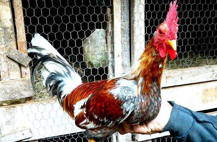 Gallos, los finos límites de una tradición | OnCubaNews