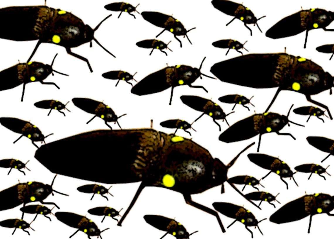 Cocuyos | OnCuba News