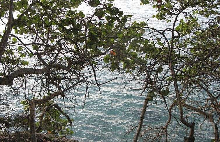 Canasí, el ensueño | OnCubaNews