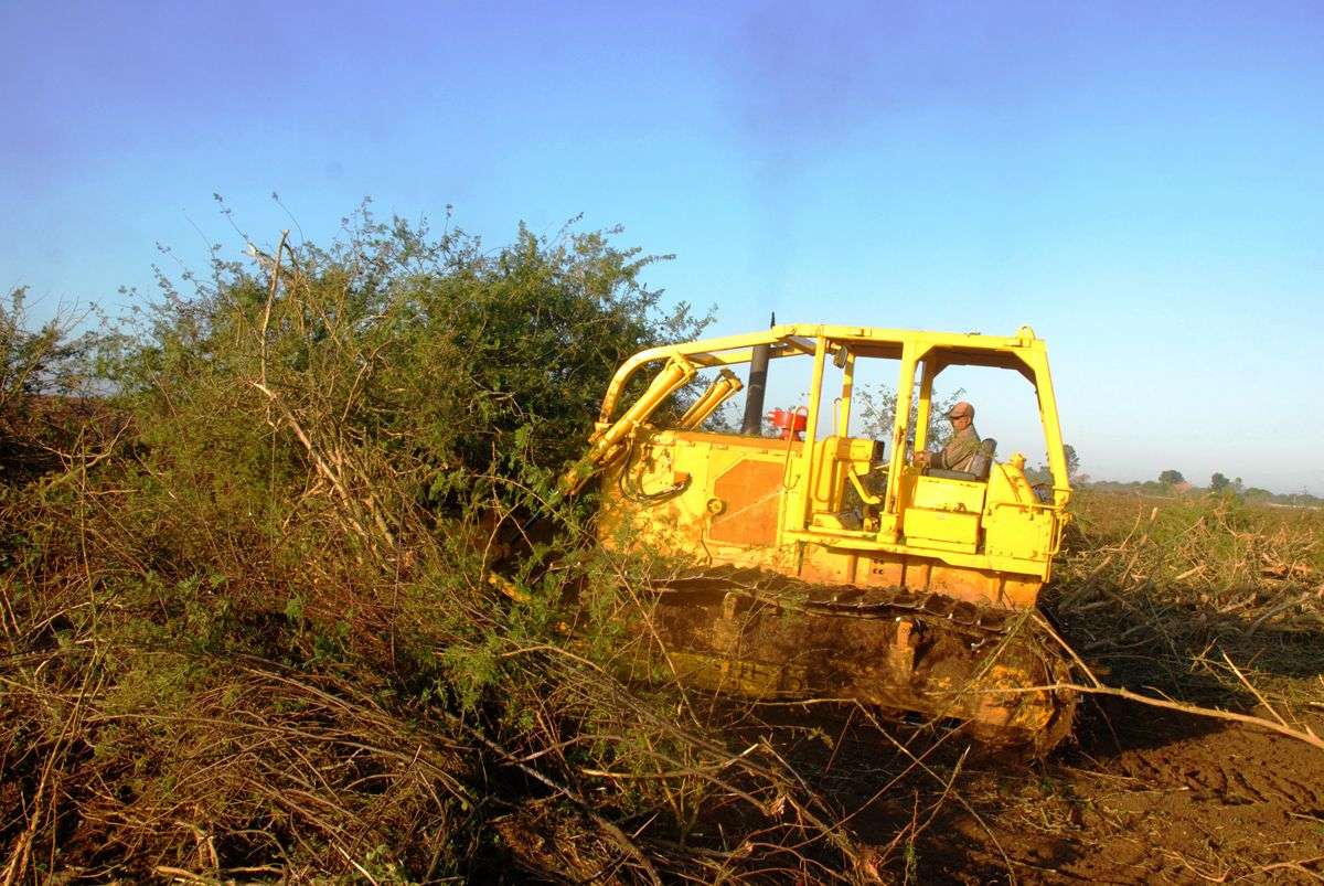 Marabú charcoal, first Cuban product to be exported to U.S ...