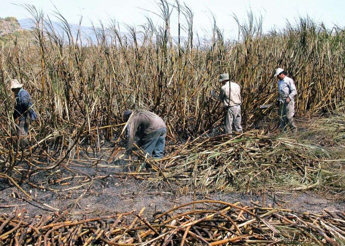 Cuba inicia zafra azucarera con meta de producir 1,7 millones de ...