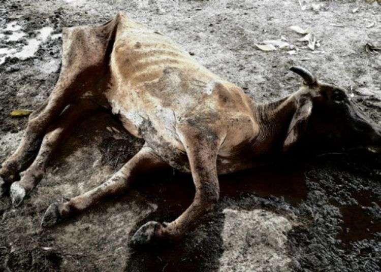 Sequía, vacas flacas | OnCubaNews