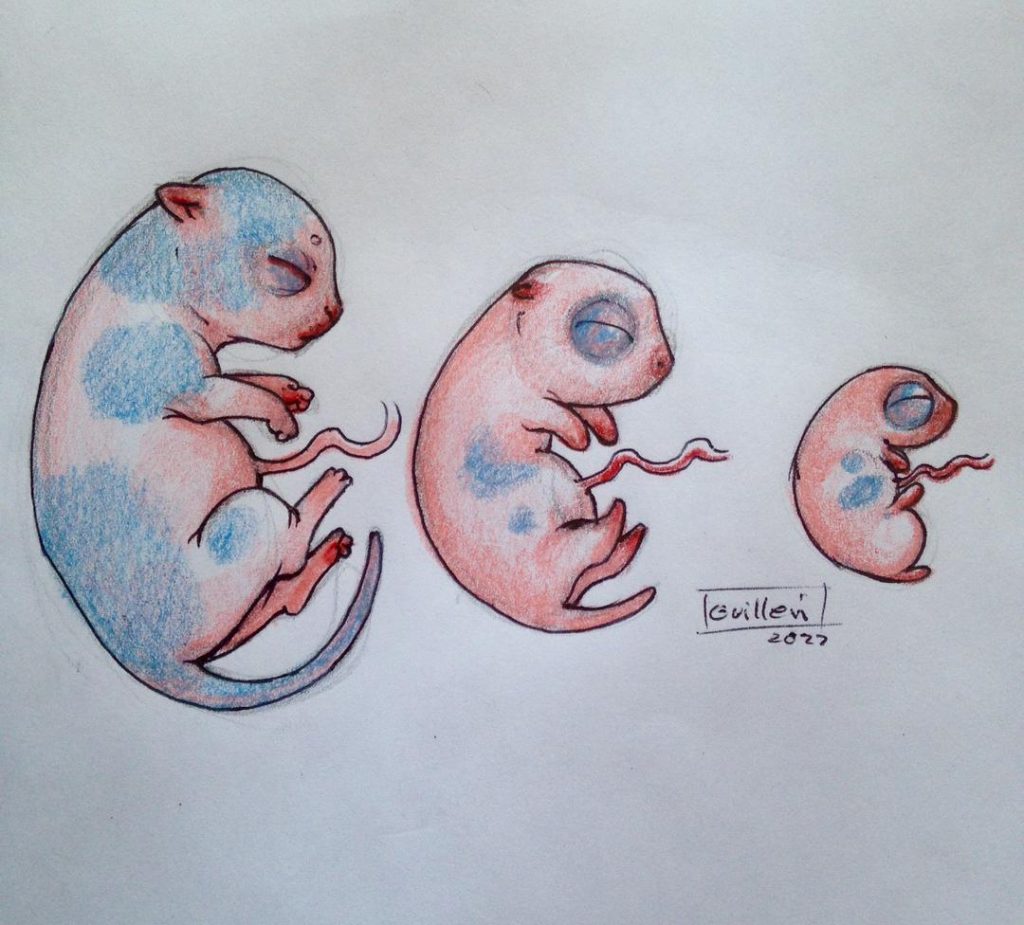 La gestación y la neonatología felinas como base en la pediatría de ...