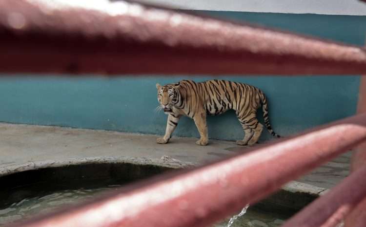 Cachorro de tigre de Bengala nacido en zoológico de Cuba sobrevive al ...