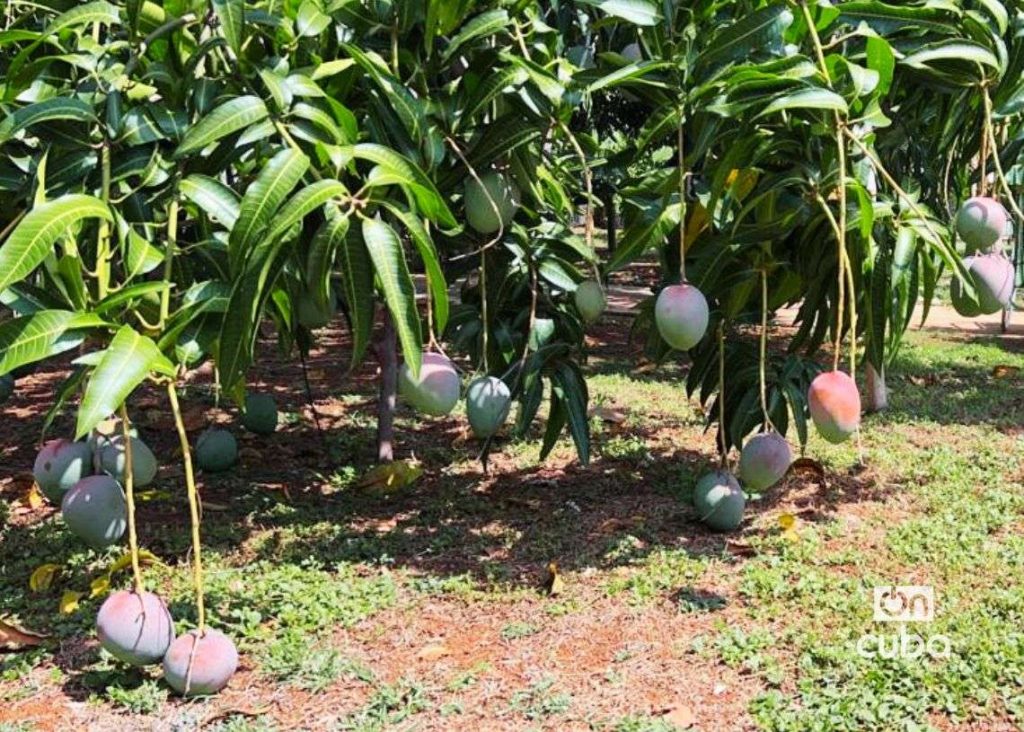 El mango y las aguas de mayo - OnCubaNews
