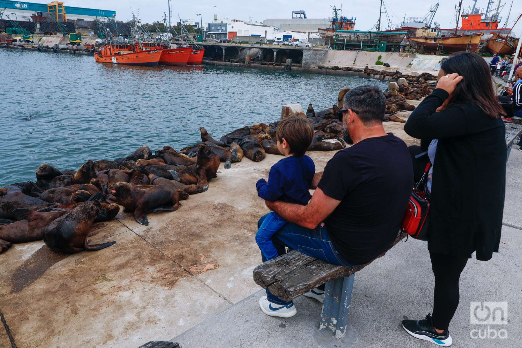 Mar del Plata, casa de lobos marinos - OnCubaNews