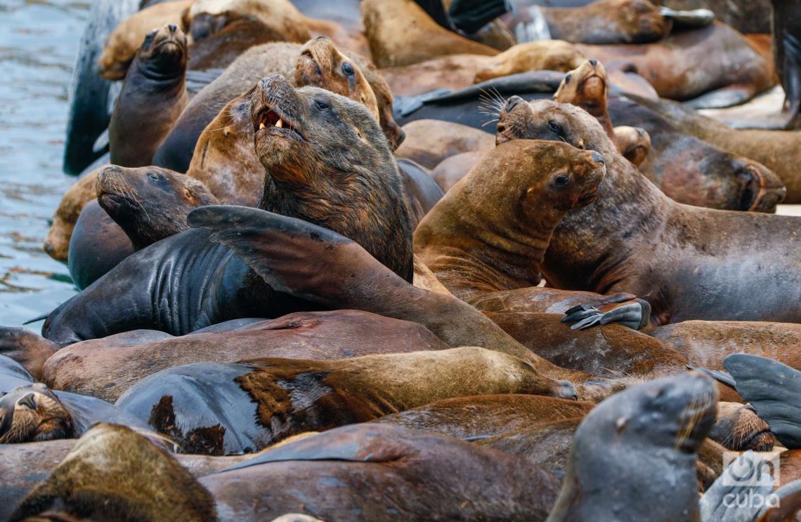Mar del Plata, casa de lobos marinos - OnCubaNews