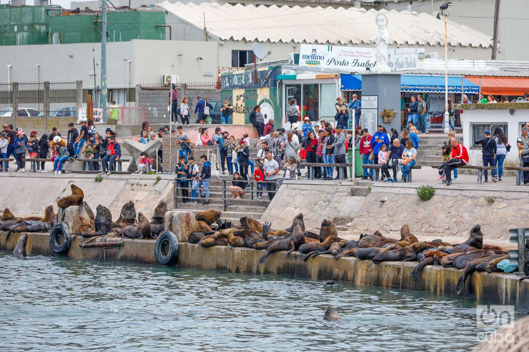Mar del Plata, casa de lobos marinos - OnCubaNews