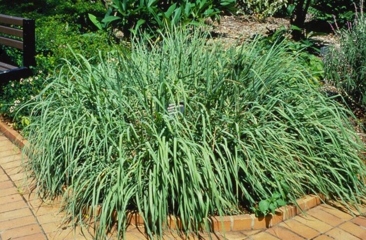 Bokep lokal indo sotwe i requested mundo to send me