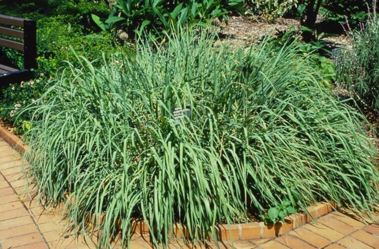 Bokep lokal indo sotwe i requested mundo to send me